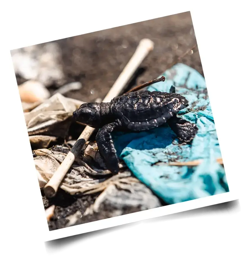 4ocean Charitable Foundation